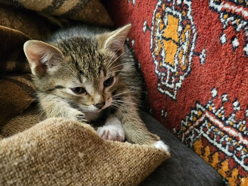Котенок