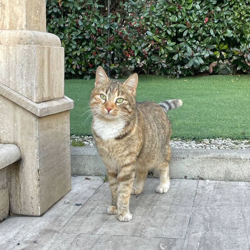 Кошка Буся ищет дом