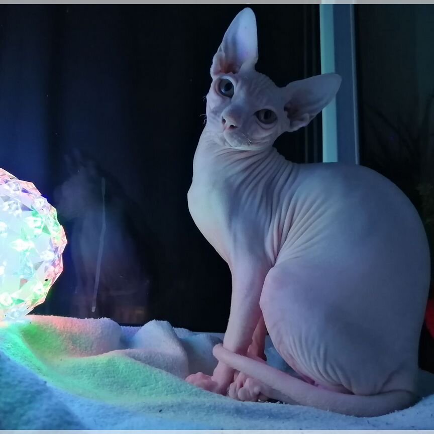 Канадский сфинкс кошка