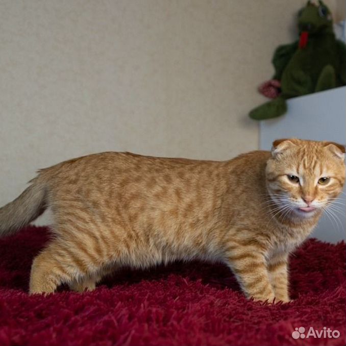 Вислоухий котик 7 мес метис Скоттиш