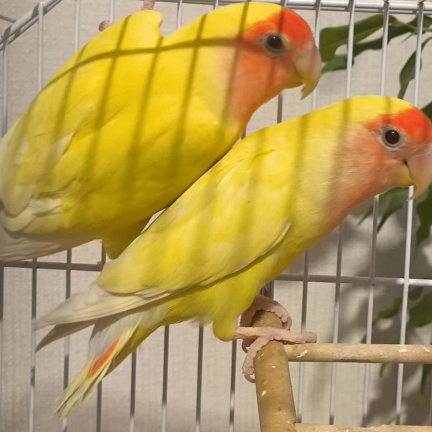 Попугай неразлучники с клеткой