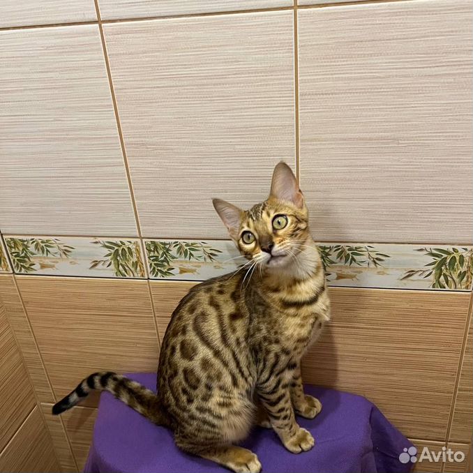 Бенгальские котята 3 мес