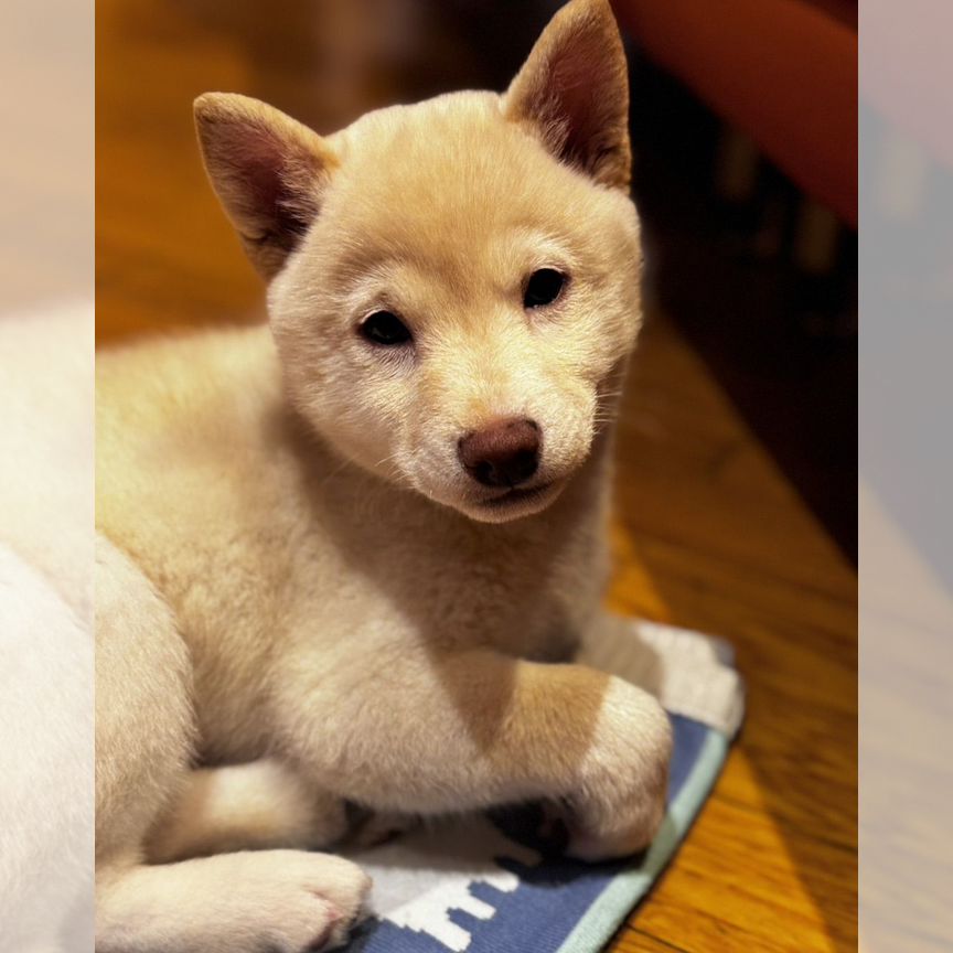 Сиба-ину, щенок