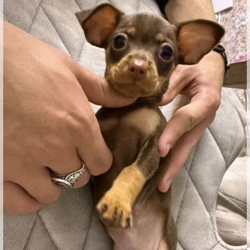 Русский той-терьер, щенок