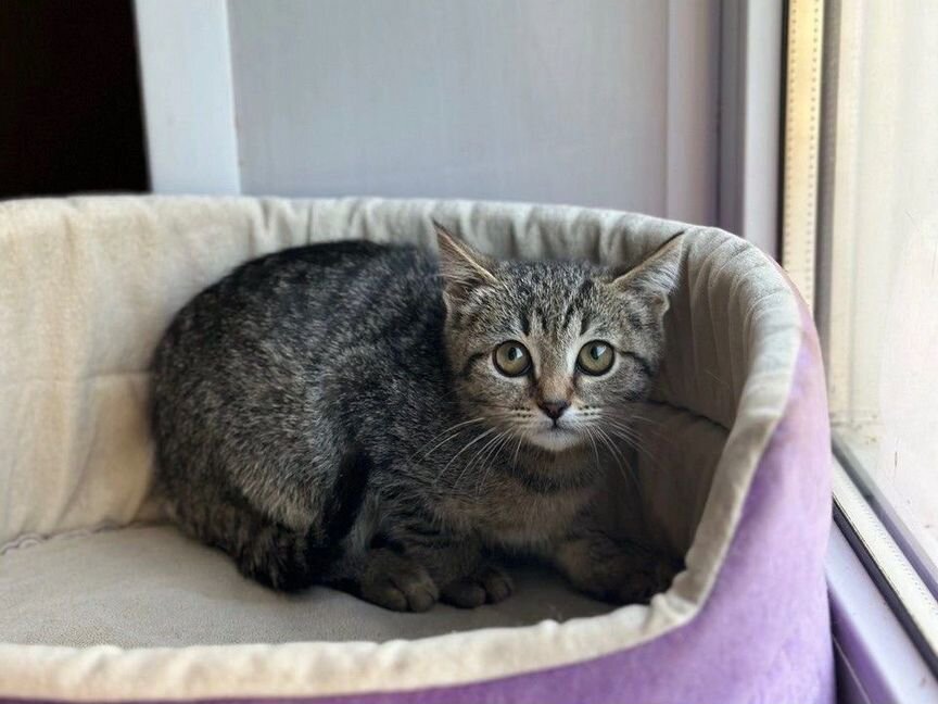 Котишки из приюта ждут человека