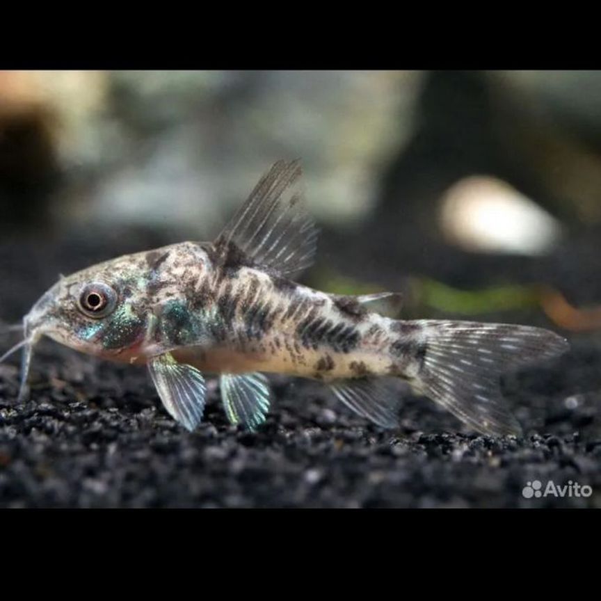 Крабчитый сомик