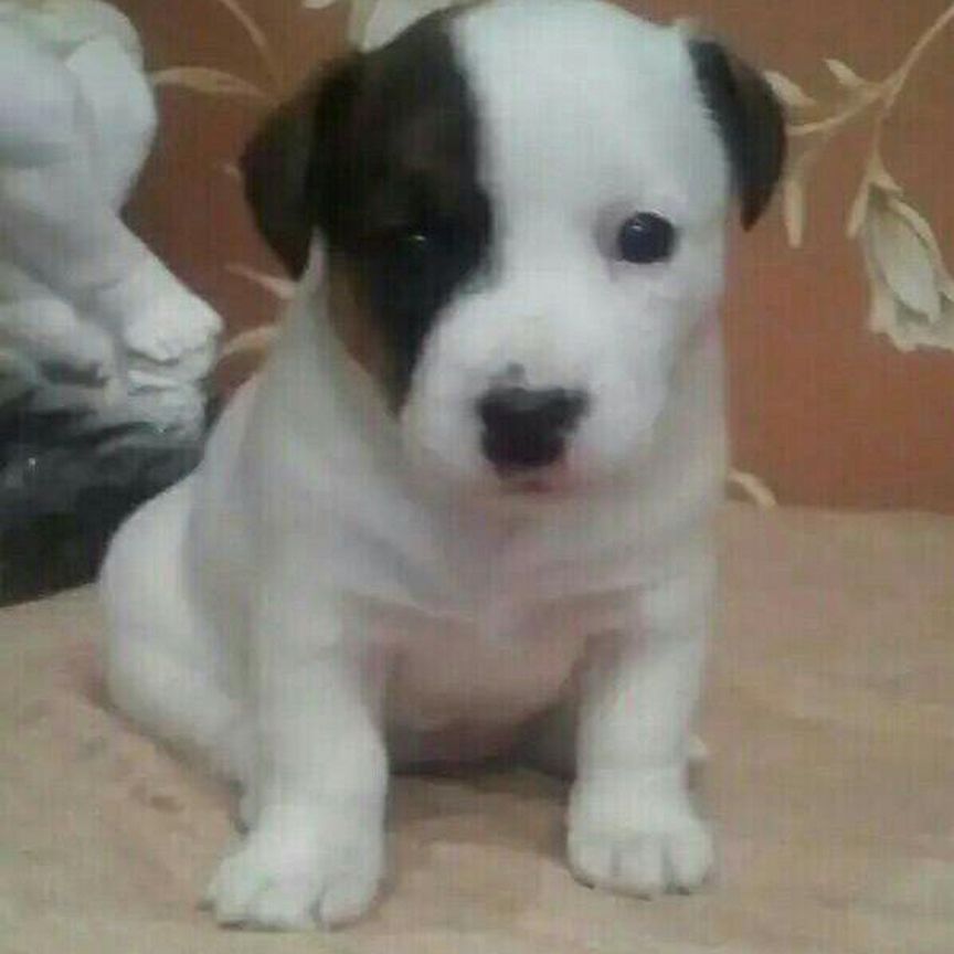 Щенок от частного владельца