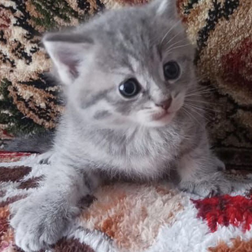 Котята
