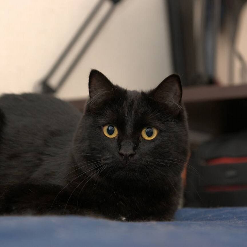 Черная кошечка в поисках семьи