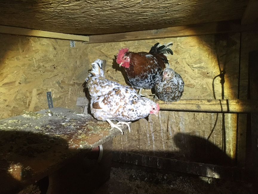 Продам семью курочик