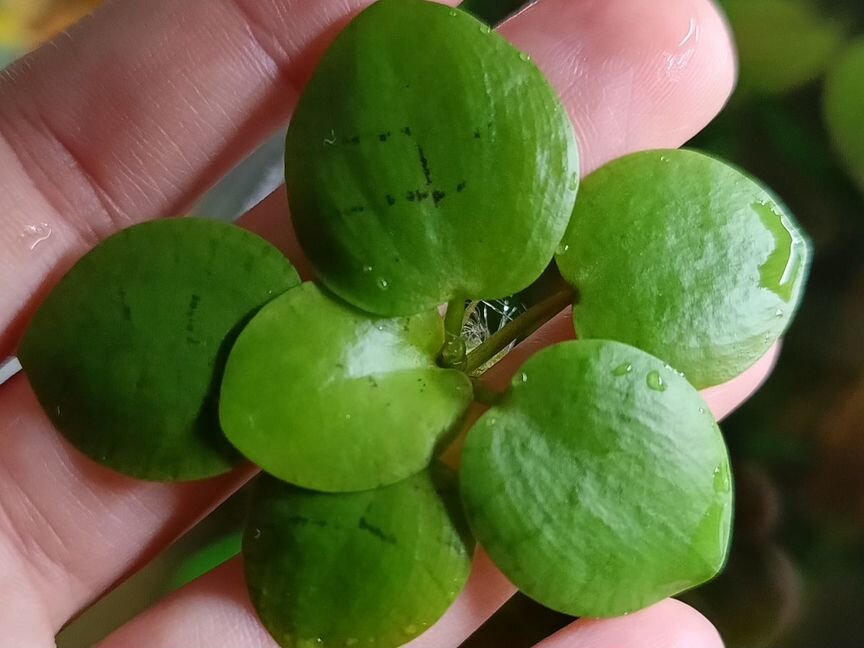 Лимнобиум - аквариумное плавающее растение