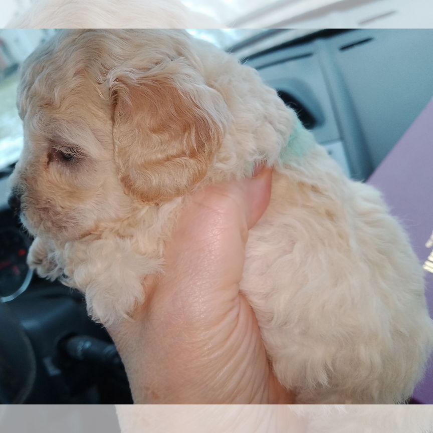 Пудель, щенок