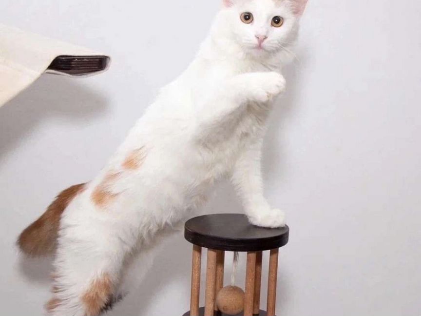 Кошки