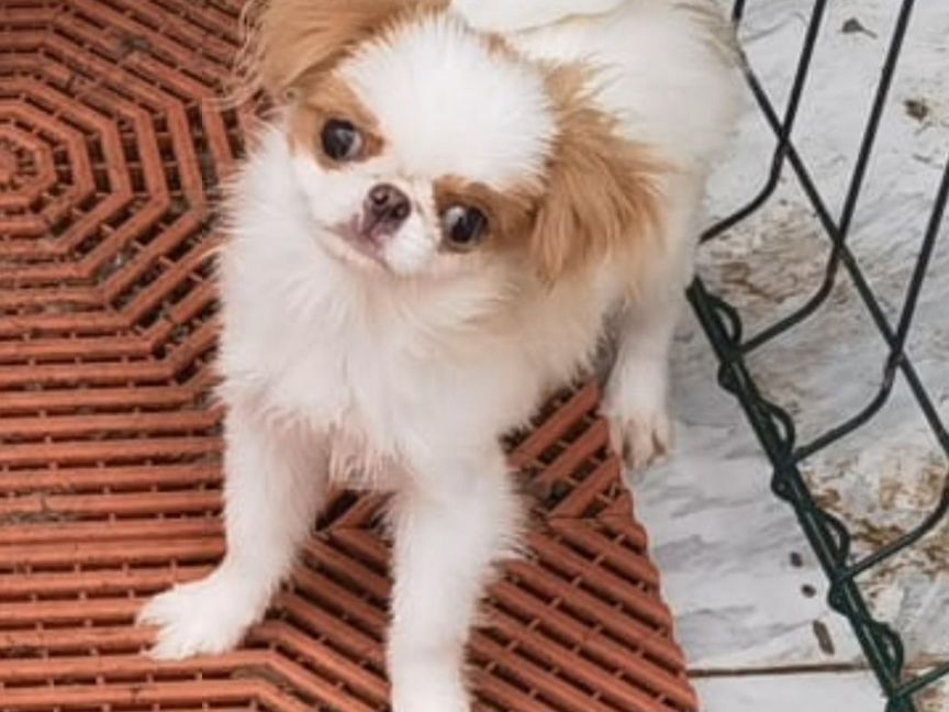 Японский хин