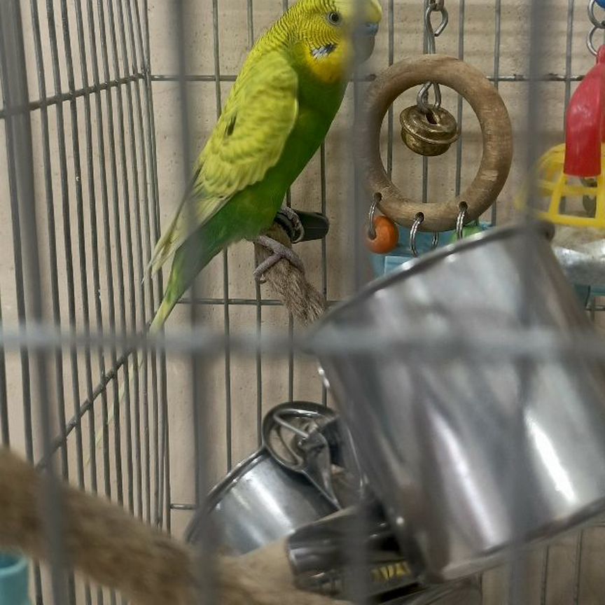 Волнистые попугаи