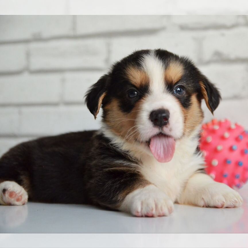 Коржики щенки