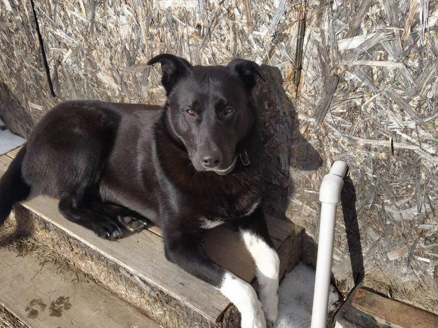 Ищу дом мальчишке