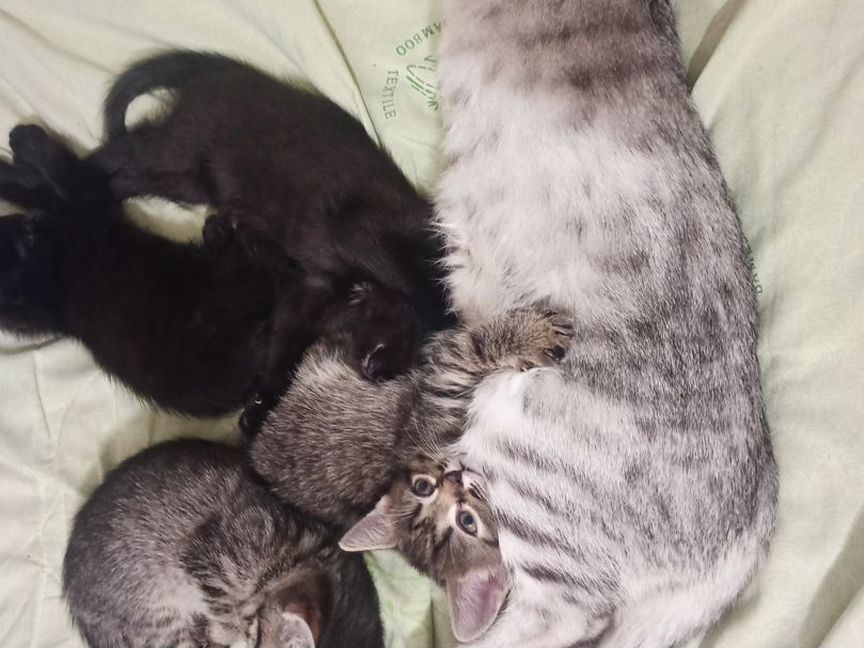 Котята в добрые руки