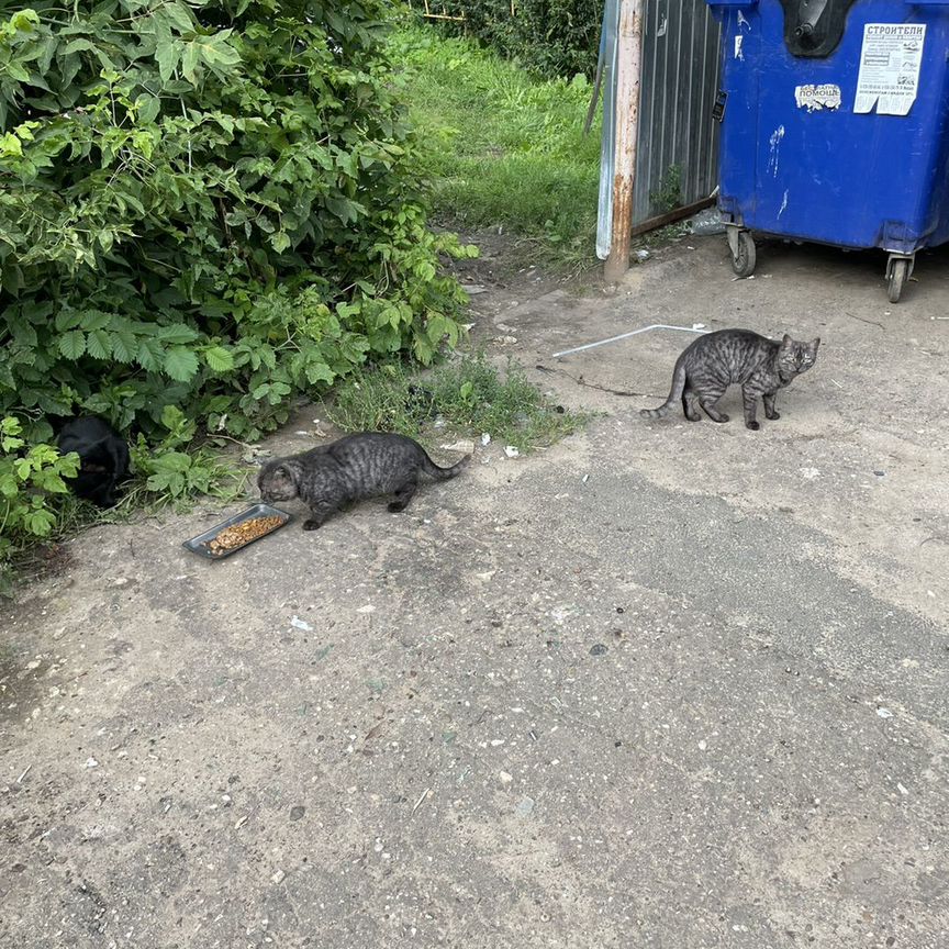 Кошки в добрые руки