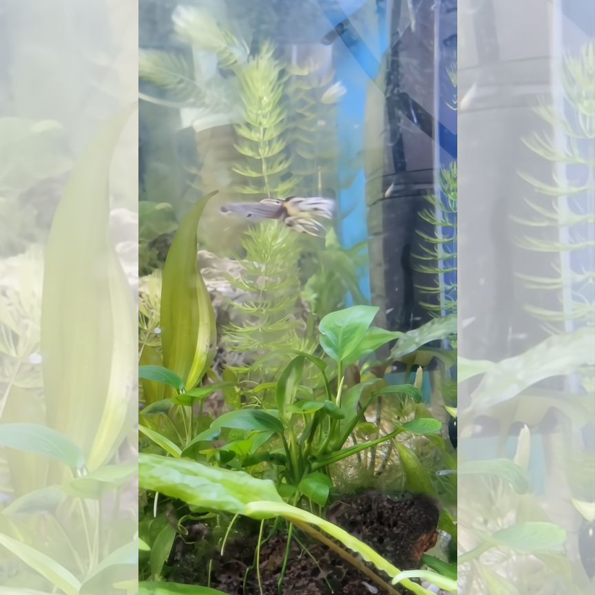 Рыбки гуппи