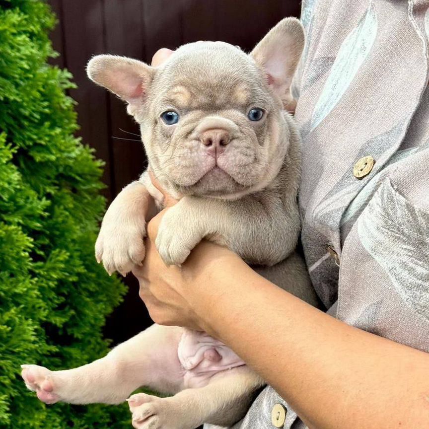 Изабелла с подпалом щенок мальчик