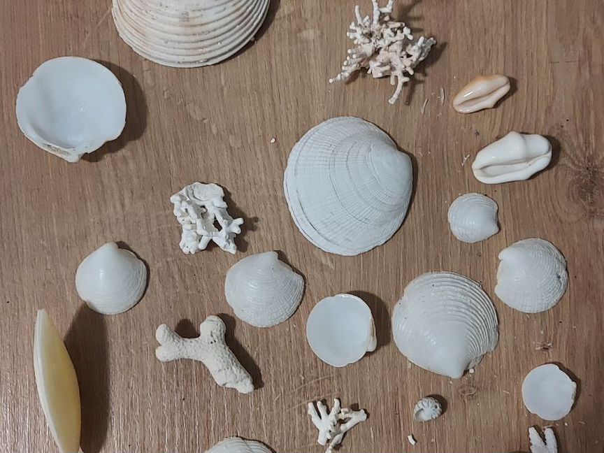 Ракушки и кораллы