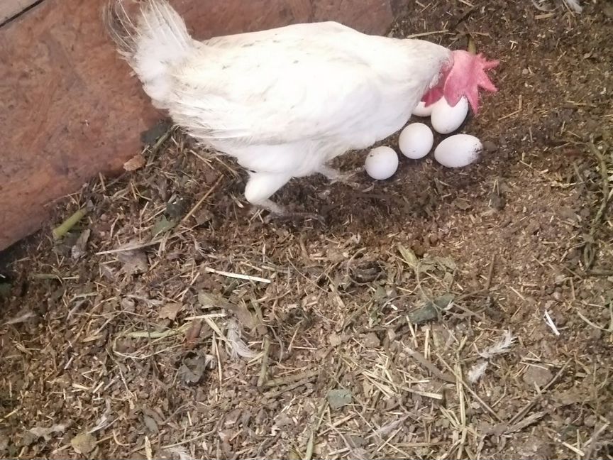 Куры несушки ломан браун