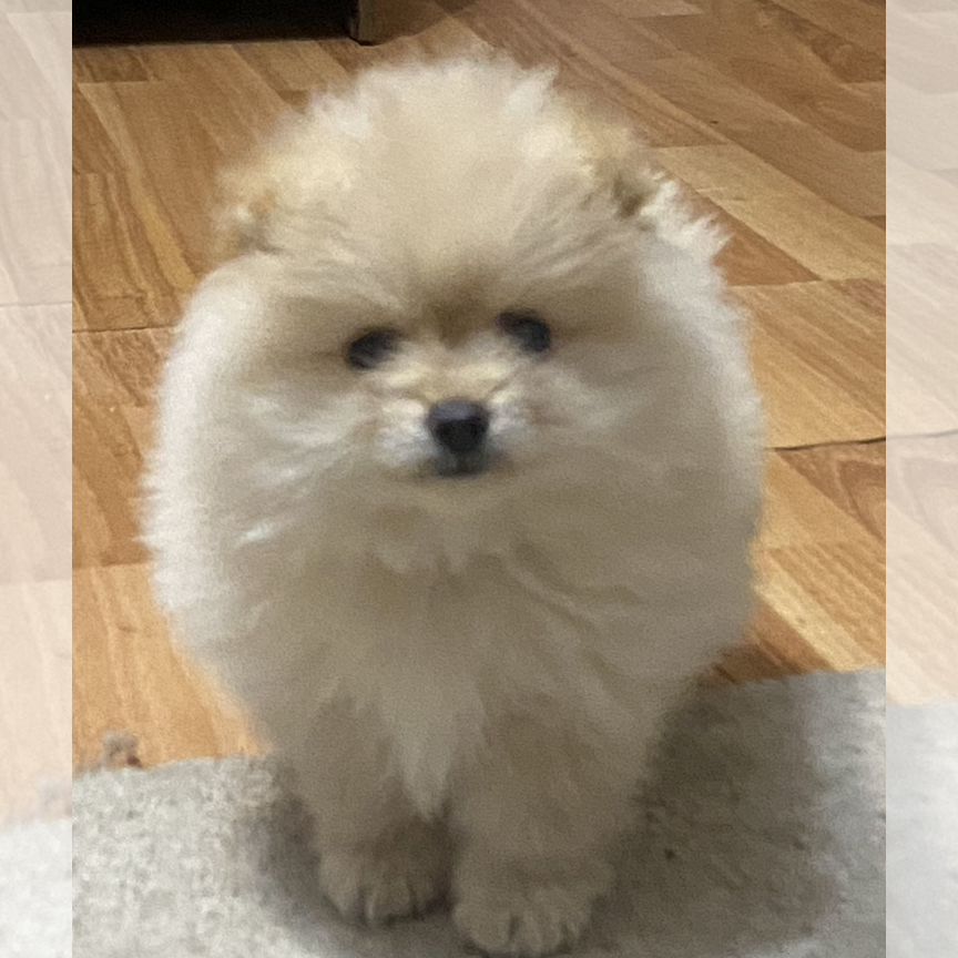 Померанский шпиц, щенок