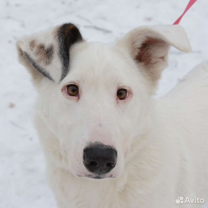 Нежный пёс Кокос