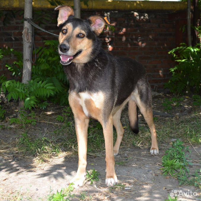 Нора в поисках дома