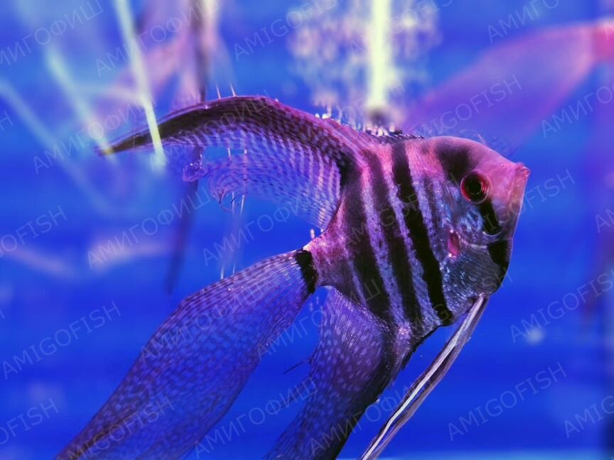 Скалярия Зебря вуаль (Pterophyllum scalare)