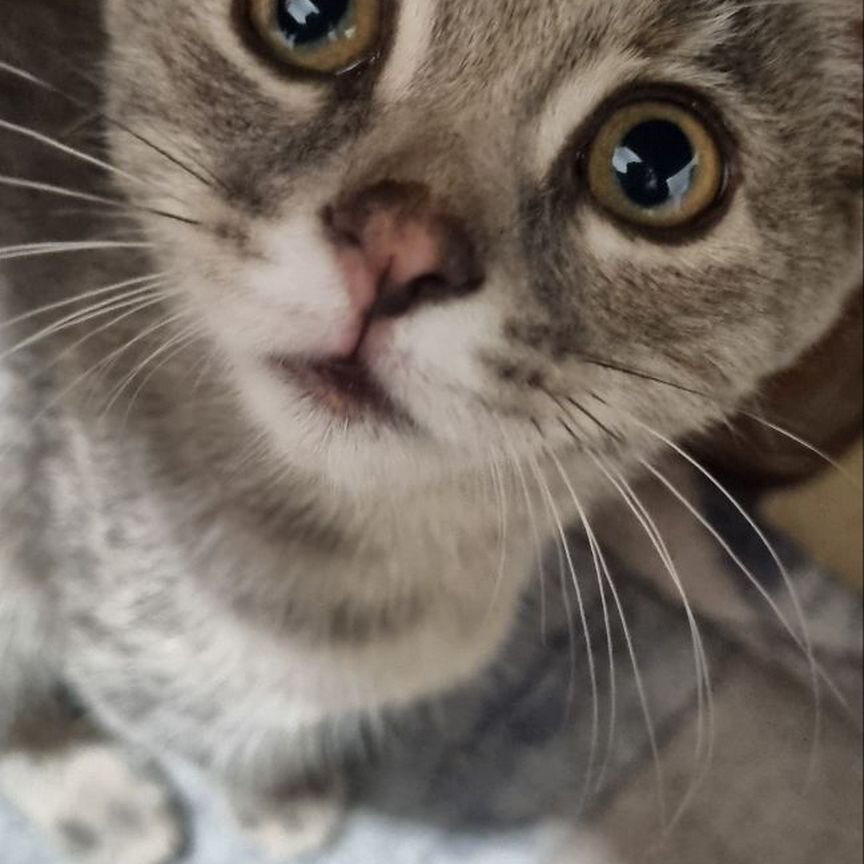 Отдам серого котёнка хорошие руки котенка