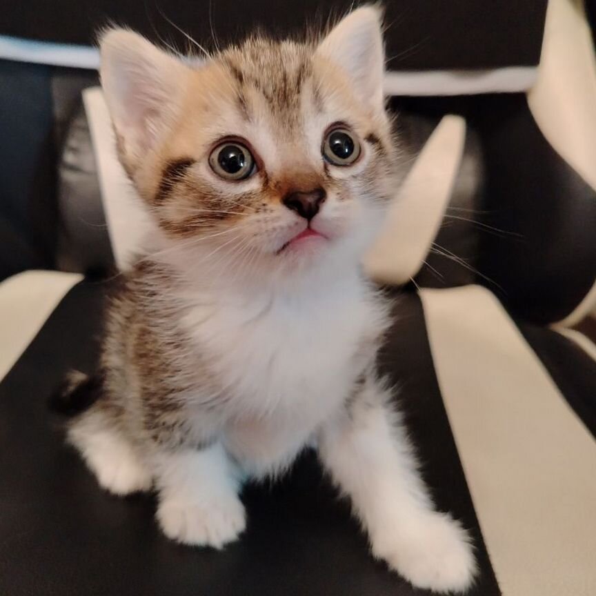 Шотландский прямоухий короткошёрстный котёнок