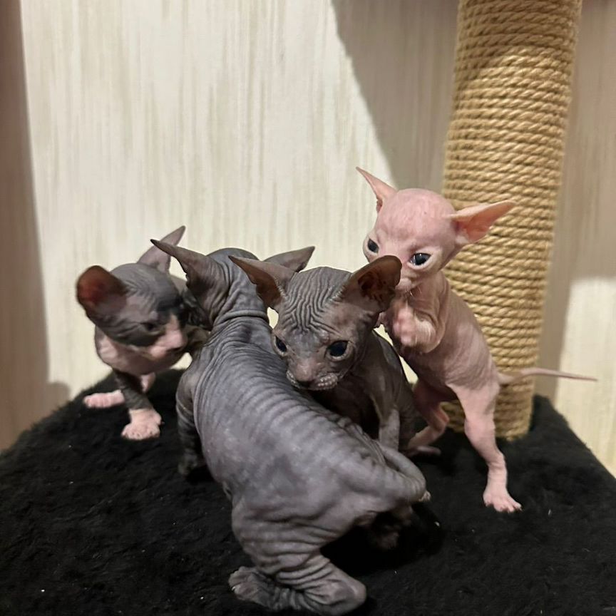 Донской сфинкс котята красноярск