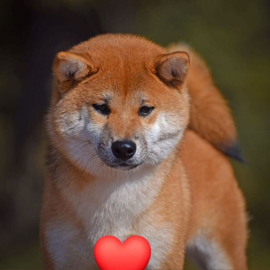 Щенки сиба ину