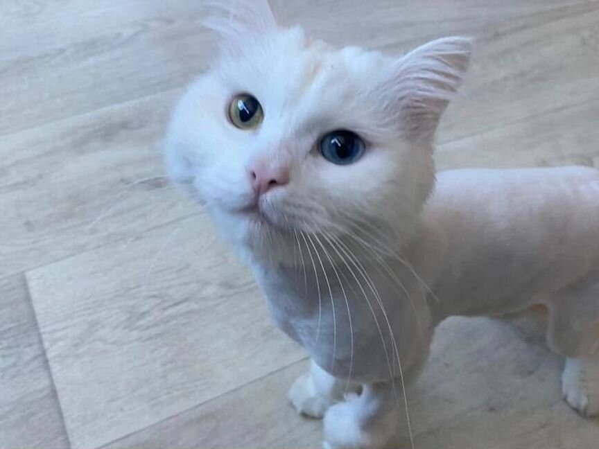 Отдам бесплатно кота