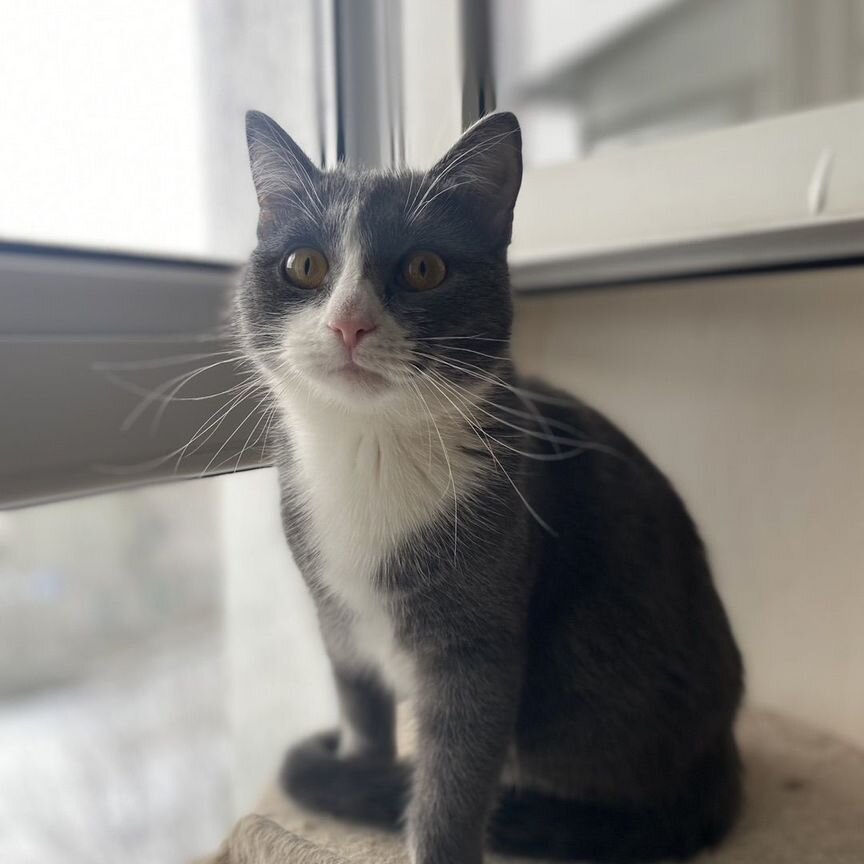 Кошка