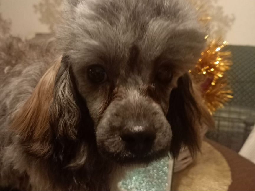 Щенки той пуделя