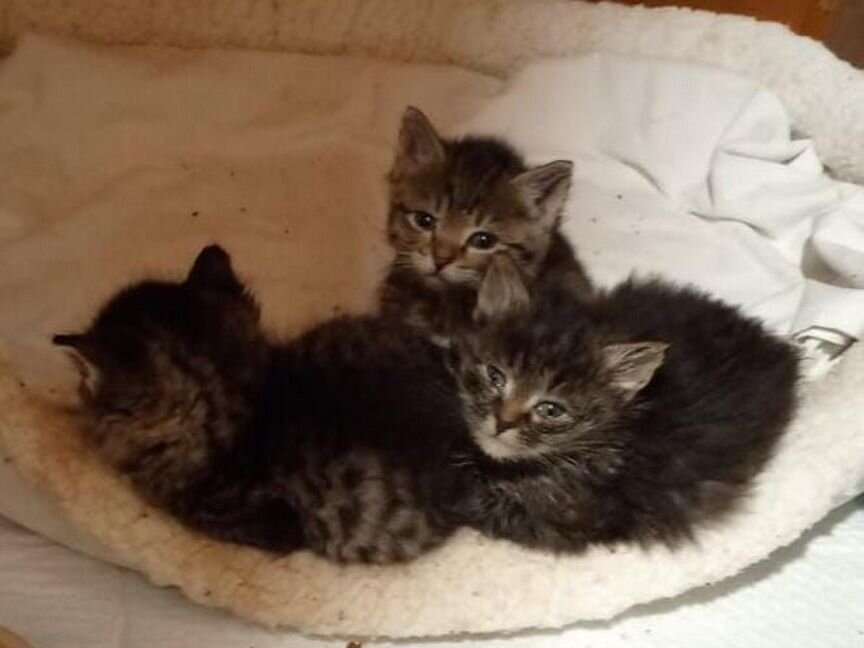 Котята в добрые руки