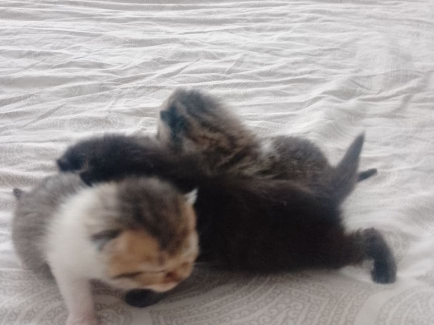 Кошка