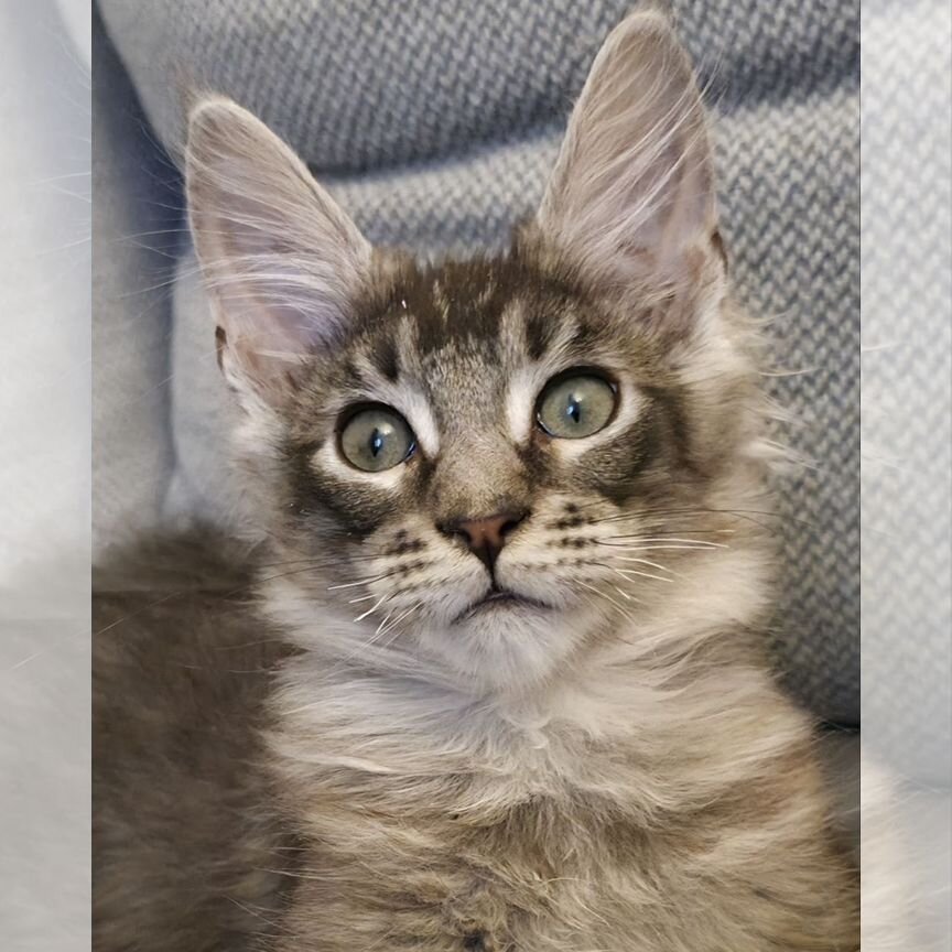 Мейн-кун котёнок