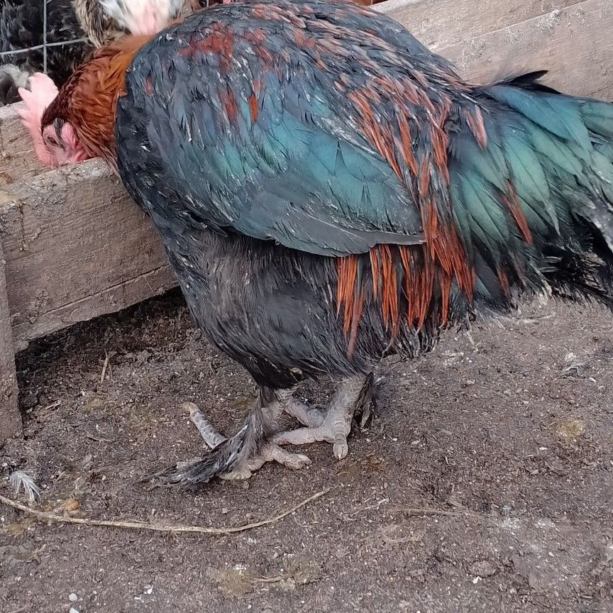 Семья Маран черно-медный