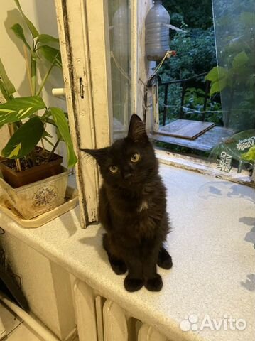 Котенок в беде