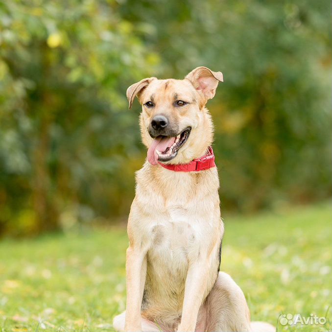 Собака мальчик Джерри 1,5 года