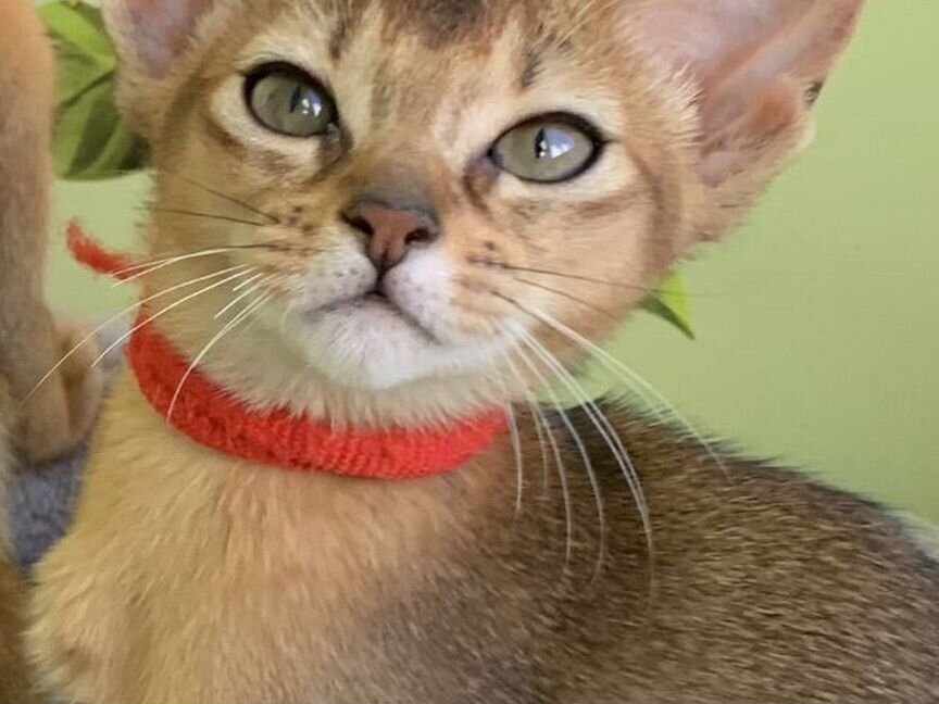 Абиссинская девочка