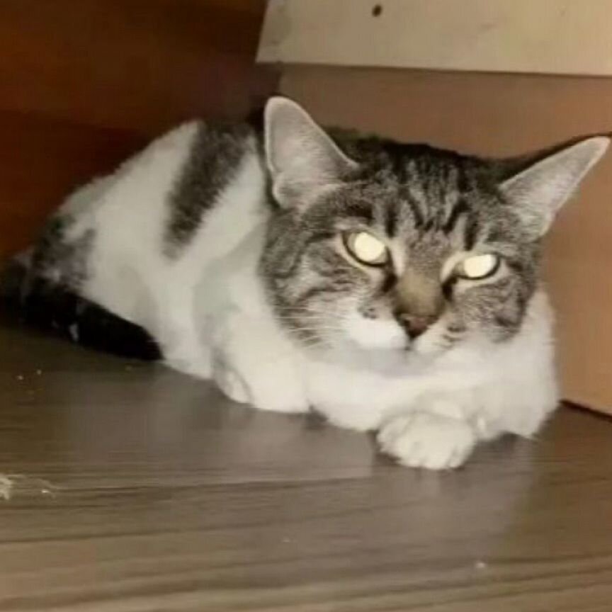 Европейский короткошёрстный, взрослый кот