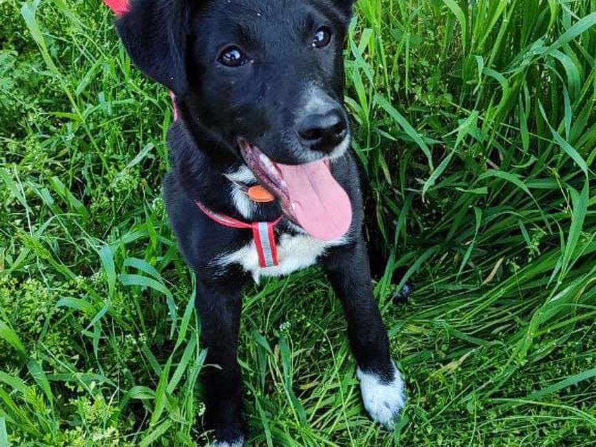 Щенок ищет новый дом