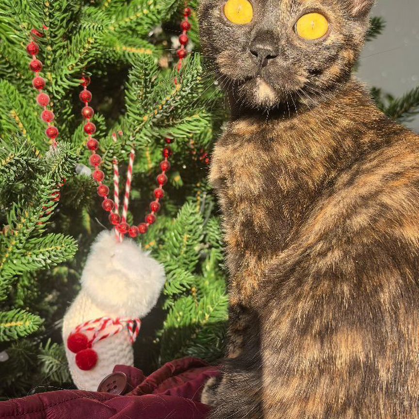 Вредная кошечка Тома (котёнок)