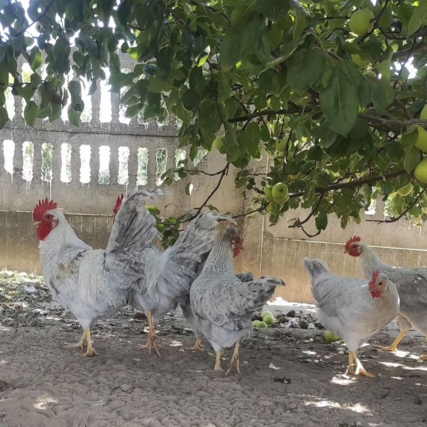 Инкубационное яйцо опалового легбара