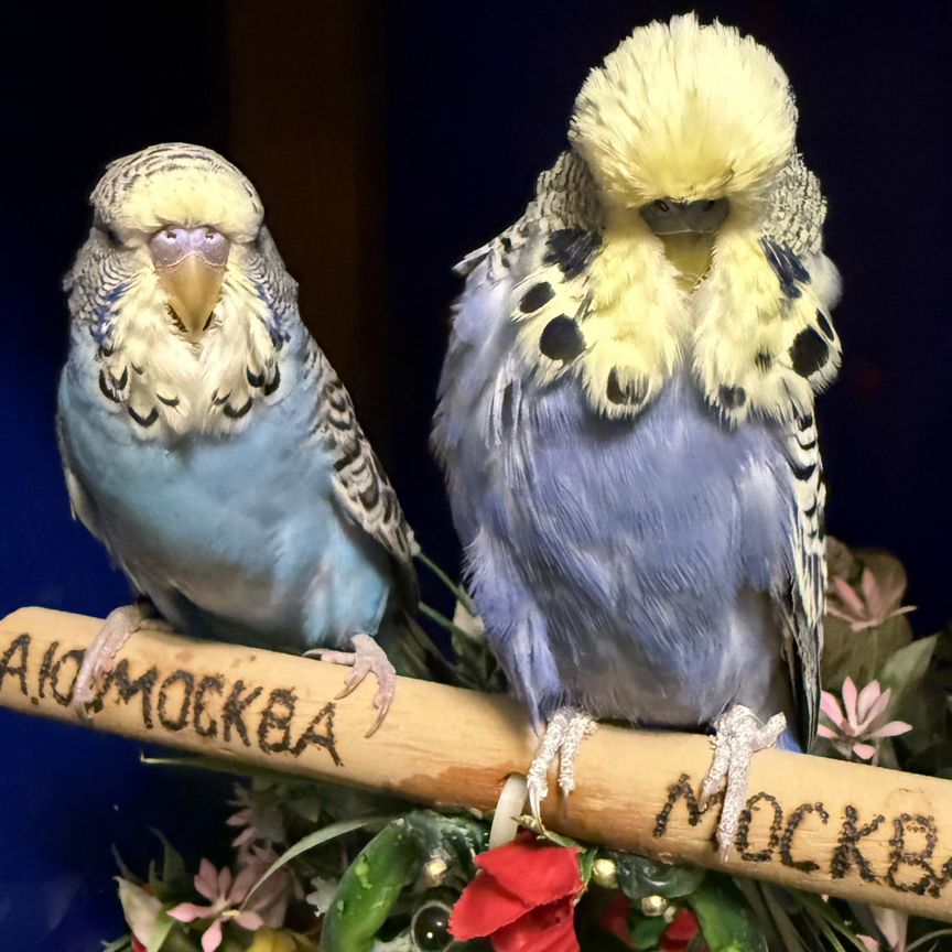 Попугай,ввп-чех,самец